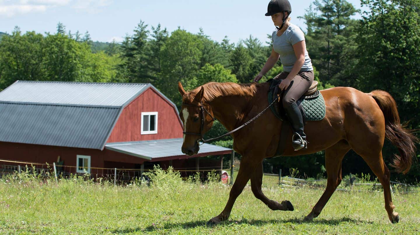 All The Class Equestrian